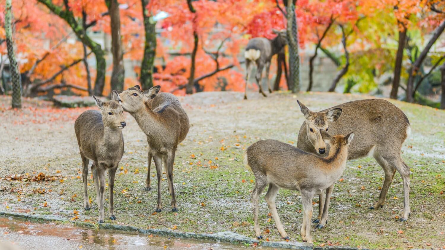 The 10 Best Things to Do in Nara, Japan | JAPAN and more